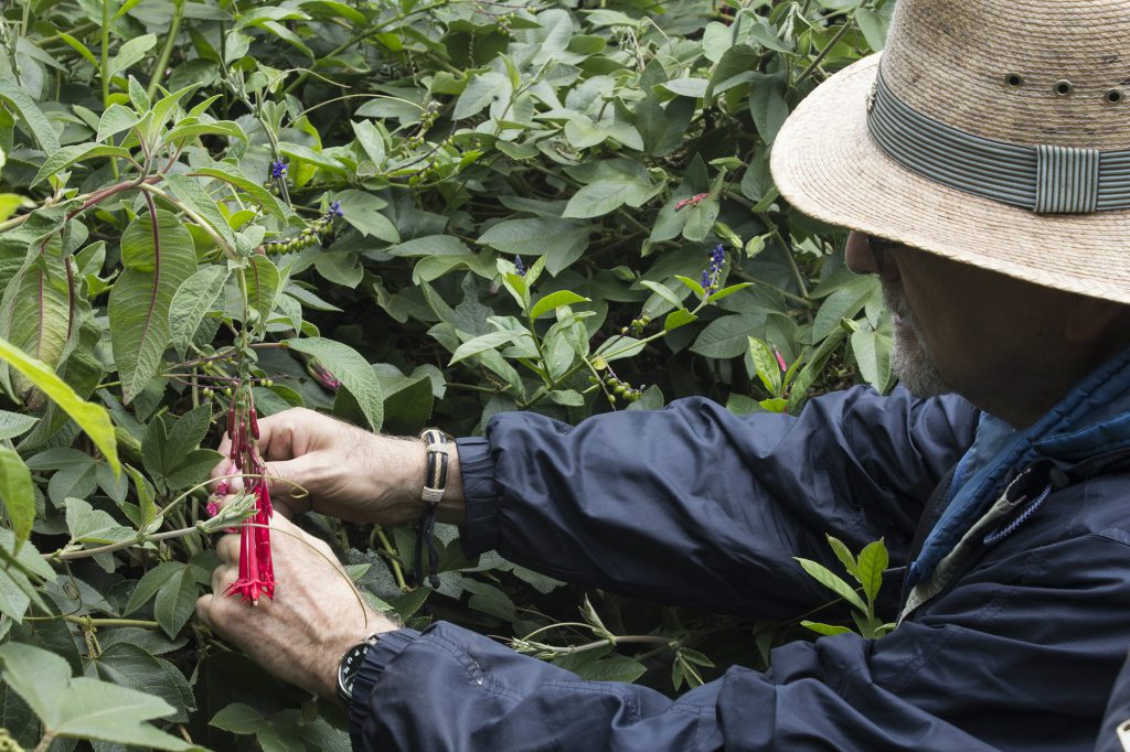 Expedición Botánica | Revista Pesquisa Javeriana