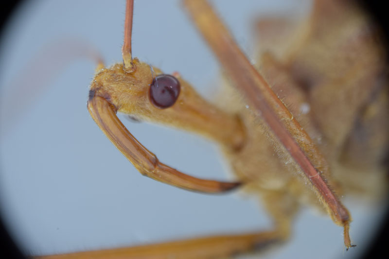 La vida secreta de los chinches | Revista Pesquisa Javeriana