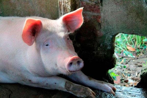 Así previenen las enfermedades generadas por los cerdos en Restrepo ...