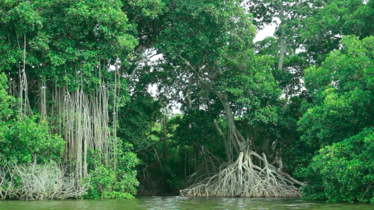 Manglares de la Ciénaga Grande de Santa Marta