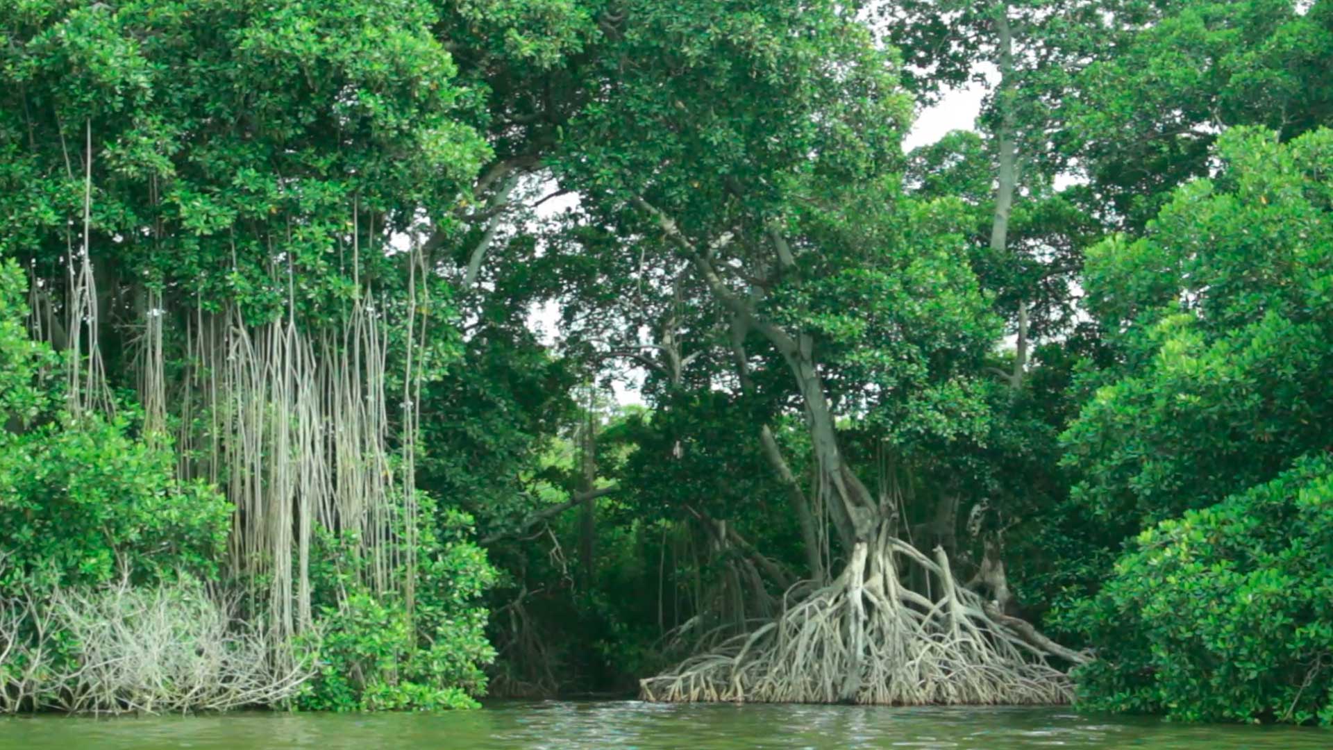 Manglares de la Ciénaga Grande de Santa Marta