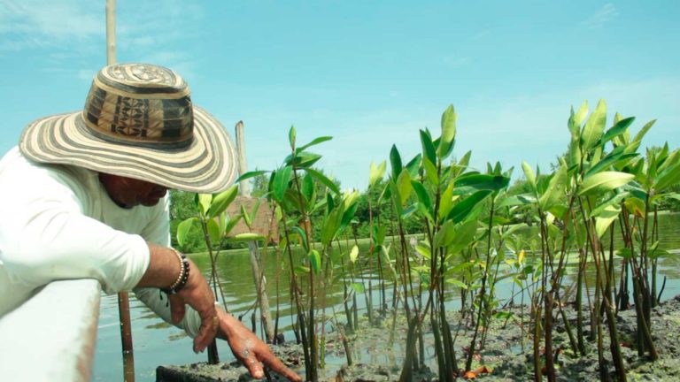 Manglares de la Ciénaga Grande de Santa Marta