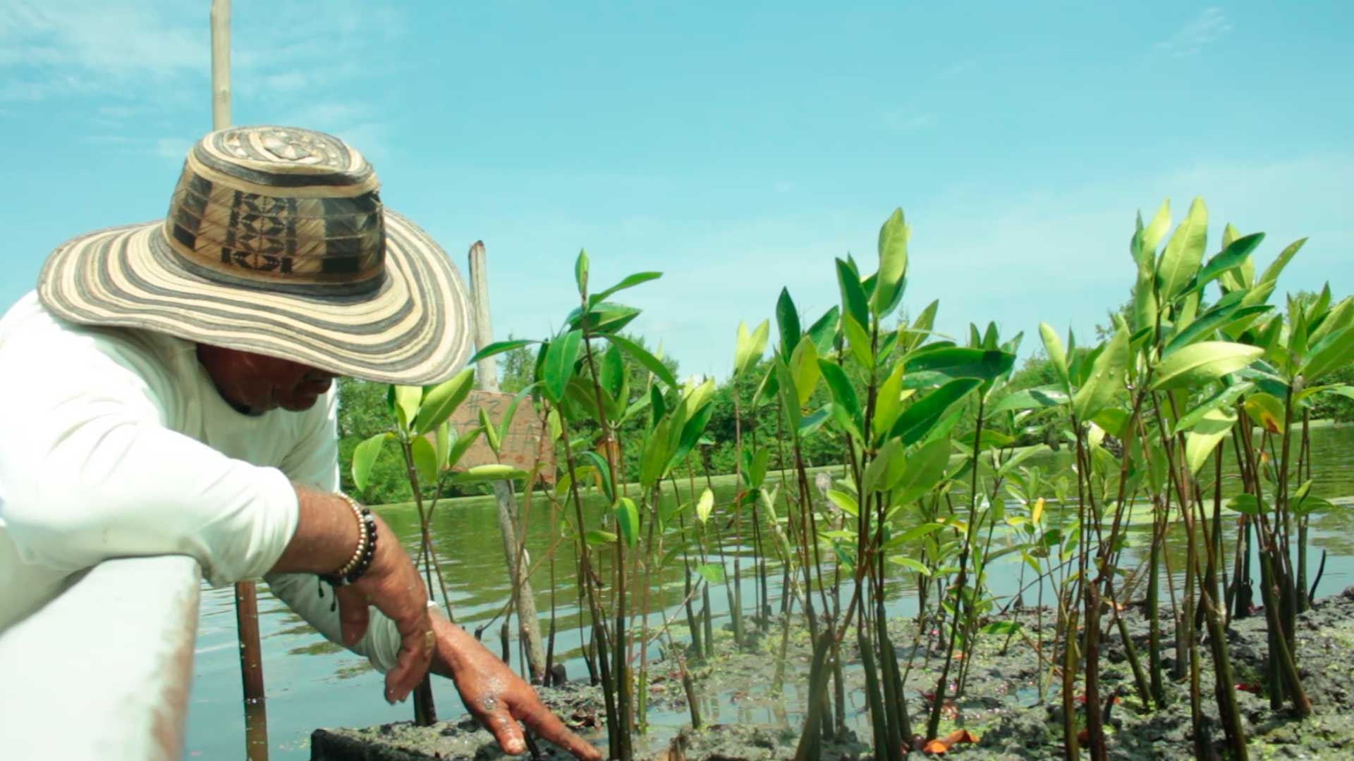 Manglares de la Ciénaga Grande de Santa Marta