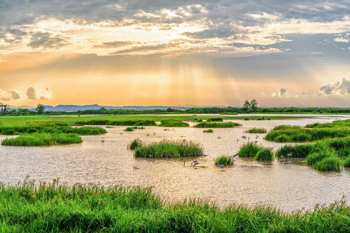 ¿Por qué son importantes los humedales?