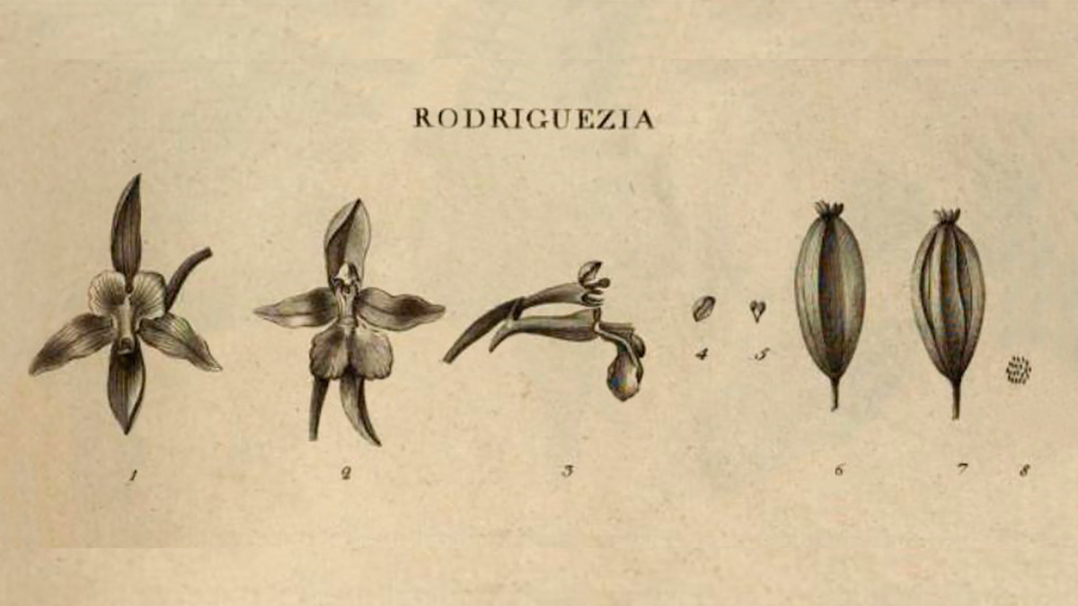 ¡A cuidar las orquídeas! hasta las comunes están en peligro