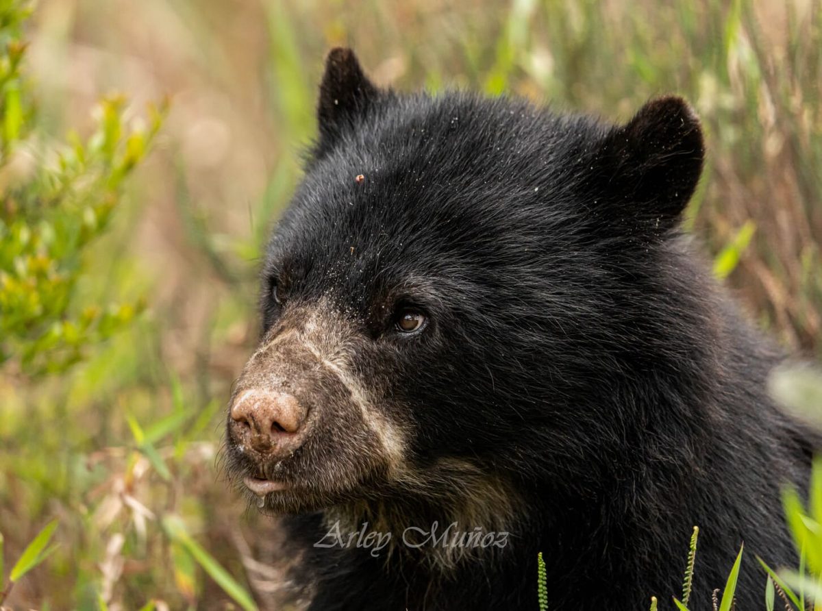 Chingaza: Tras las huellas del oso andino