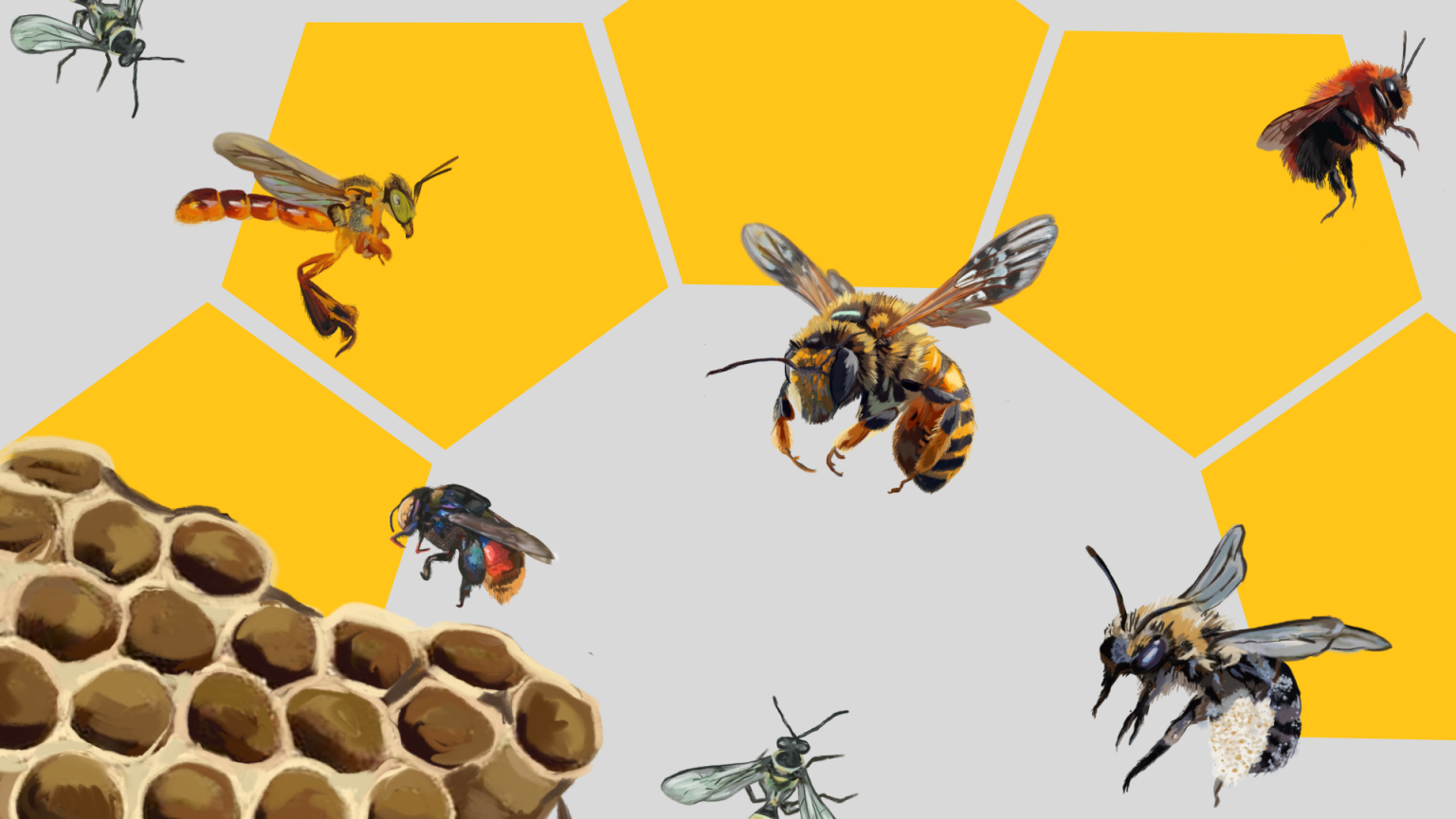 Guía rápida para identificar algunas abejas nativas de Colombia